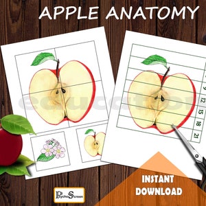 APPLE Unit Study MEGA Printable Apple Bundle Anatomy, Life Cycle, Cards ...