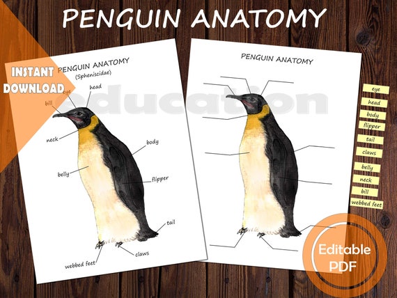 PENGUIN Unit Study MEGA Printable Bundle Anatomy Diagram | Etsy