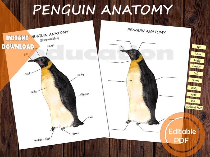 Penguin Anatomy Study for Kids: Printable Diagram & Sensory Path ...