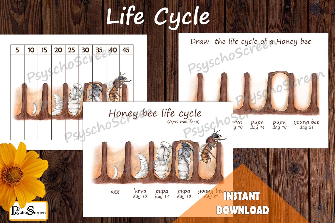 BEE Life Cycle Unit Study MINI Printable Bees Bundle All | Etsy Canada