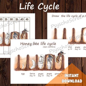 BEE Life Cycle Unit Study, MINI Printable Bees Bundle With Posters ...