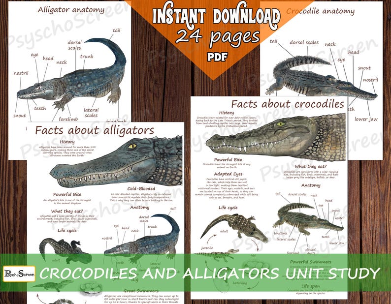 Crocodile & Alligator Anatomy, Life Cycle, Posters for Kids Activities ...