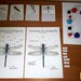 DRAGONFLY Unit Study, MEGA Printable Dragonflies Bundle for Anatomy ...