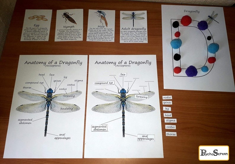 Dragonfly Anatomy & Life Cycle Unit Study for Kids: Montessori Learning ...