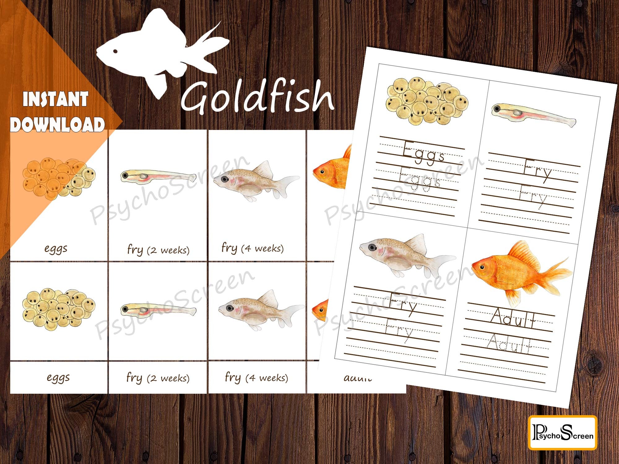 Goldfish Types Chart