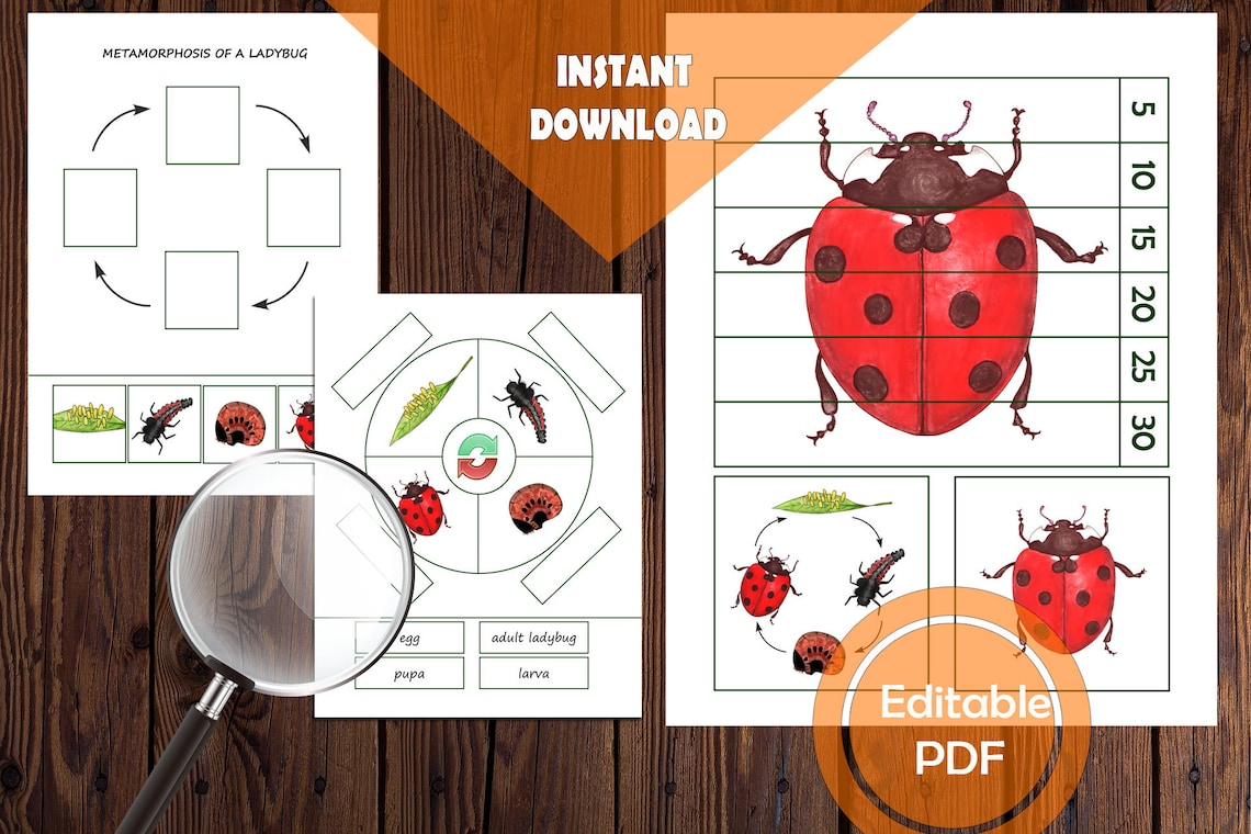 LADYBUG Unit Study MEGA Printable ladybug bundle Anatomy | Etsy