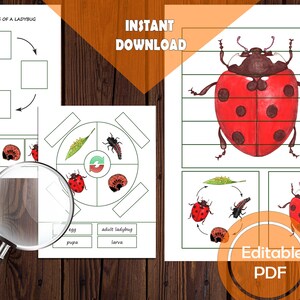 LADYBUG Unit Study, MEGA Printable Ladybugs Bundle With Anatomy ...