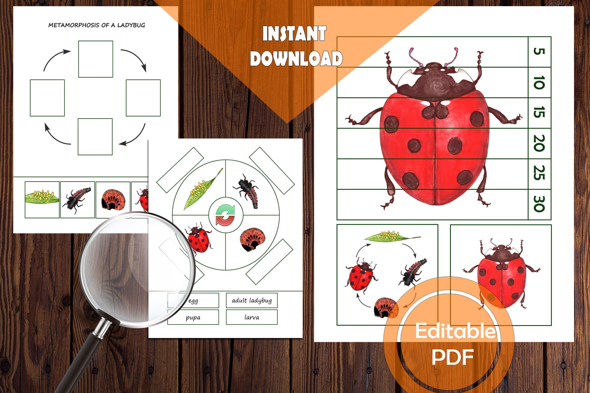 LADYBUG Unit Study MEGA Printable ladybug bundle Anatomy | Etsy