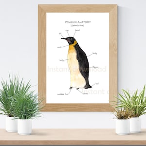 PENGUIN Unit Study: MEGA Printable Bundle With Anatomy, Diagram ...