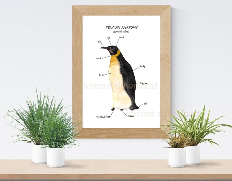 PENGUIN Unit Study MEGA Printable Bundle Anatomy Diagram - Etsy