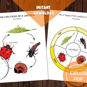 LADYBUG Unit Study, MEGA Printable Ladybugs Bundle With Anatomy ...