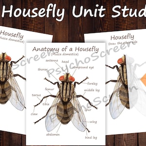 HOUSEFLY Unit Study ,MEGA Printable Flies Bundle With Posters, Anatomy ...