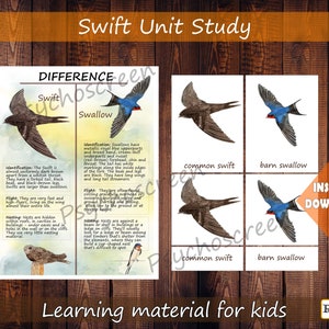 Swift Unit Study, MINI Printable Swifts Bundle With Anatomy, Diagram ...
