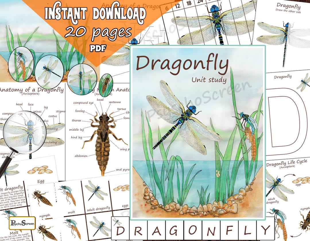 Dragonfly Anatomy & Life Cycle Unit Study for Kids: Montessori Learning ...