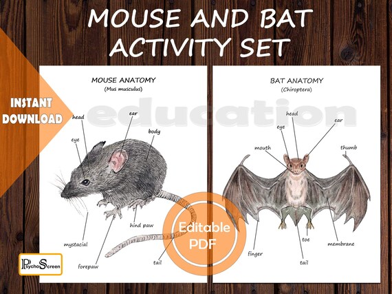 MOUSE & BAT Unit Study MEGA Printable Bundle Posters | Etsy