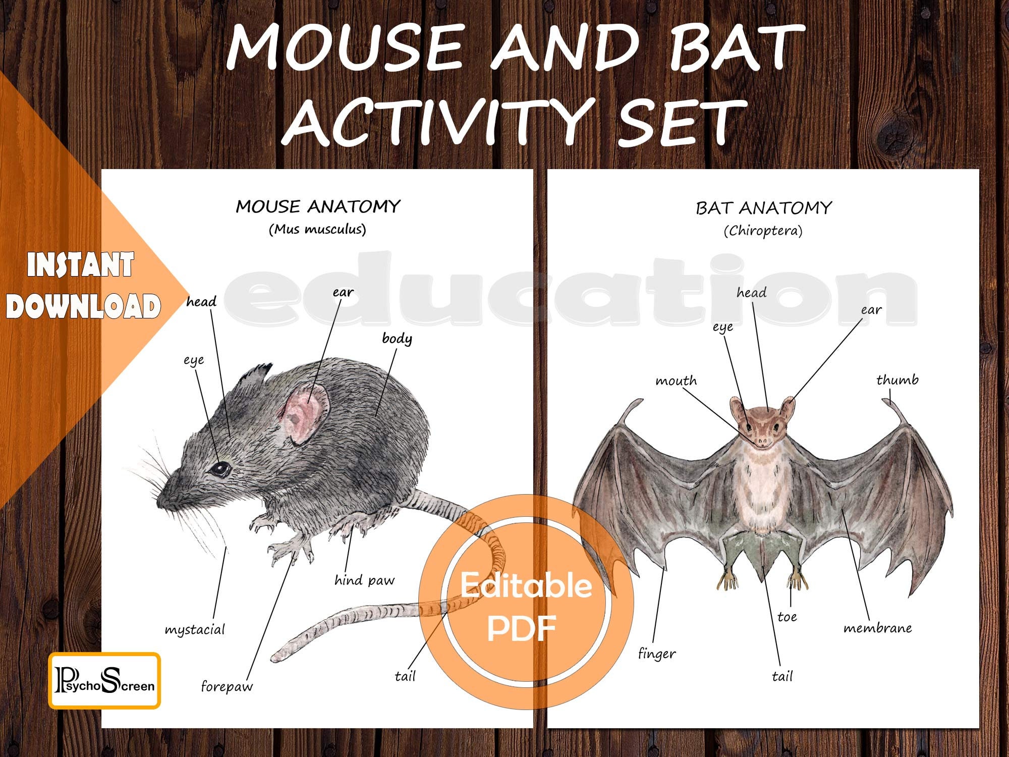 MOUSE & BAT Unit Study MEGA Printable bundle posters | Etsy