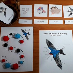 Swallow Unit Study, MEGA Printable Swallows Bundle With Anatomy ...