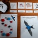 Swallow Unit Study: Anatomy, Migration, Life Cycle (printable) - Etsy