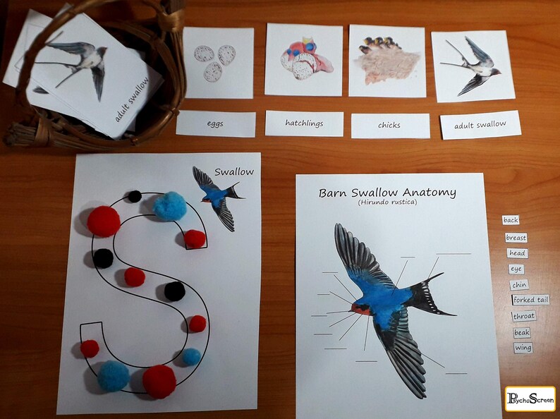 Swallow Unit Study MEGA Printable Swallows Bundle Barn | Etsy