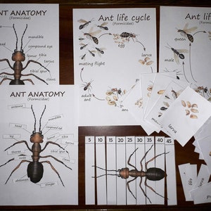 Ant Anatomy & Life Cycle Watercolor Printables (digital Download) - Etsy