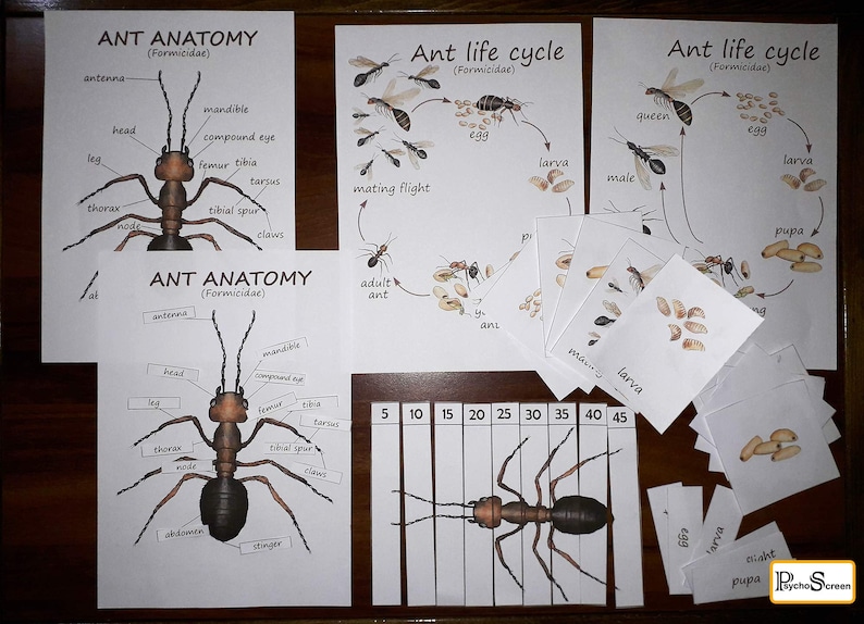 Ant Anatomy & Life Cycle Watercolor Printables (digital Download) - Etsy