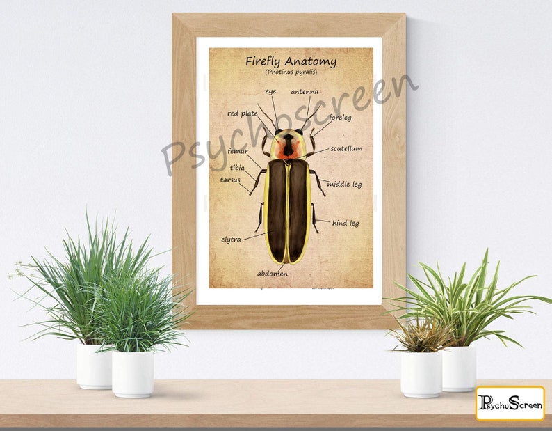 Firefly Anatomy Poster: Vintage Montessori Insect Print (digital ...