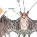 MOUSE & BAT Unit Study MEGA Printable Bundle Posters, Anatomy, Diagram ...