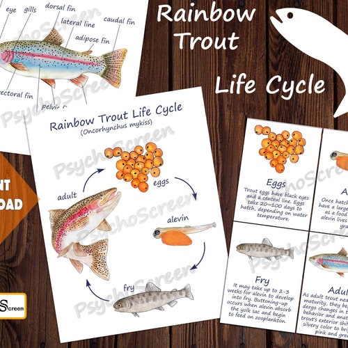 PUMPKIN Life Cycle Unit Study MINI Printable Pumpkins Bundle - Etsy