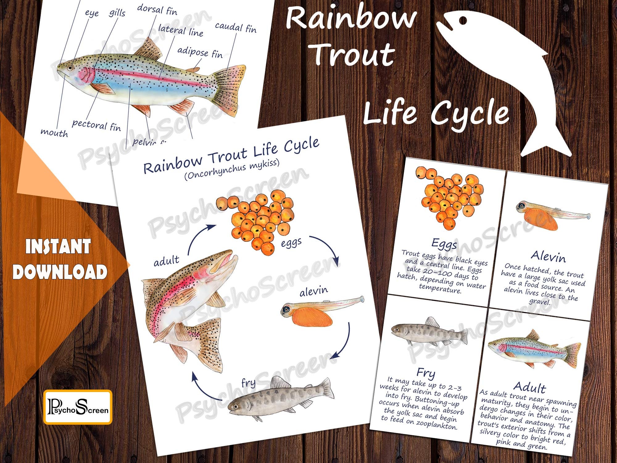 Watercolor Rainbow Trout Anatomy and Life Cycle for Kids (digital ...