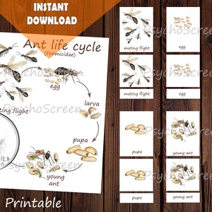 ANT Posters and Learning Materials, ANTS Worksheets, Anatomy, Life ...