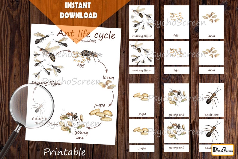 Ant Anatomy & Life Cycle Watercolor Printables (digital Download) - Etsy