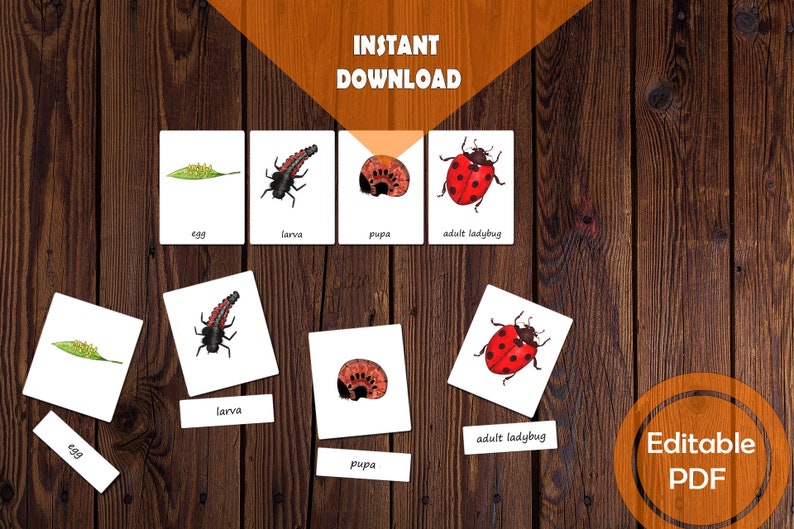Ladybug Anatomy & Life Cycle for Kids: Montessori Cards (editable PDF ...