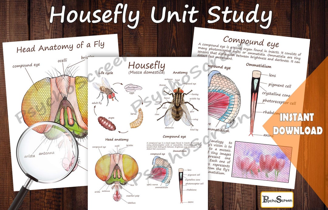 HOUSEFLY Unit Study ,MEGA Printable Flies Bundle With Posters, Anatomy ...