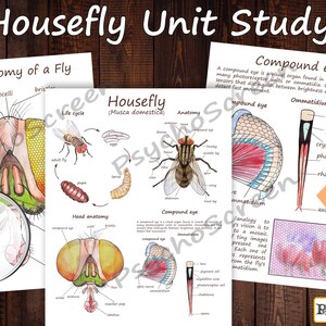 HOUSEFLY Unit Study ,MEGA Printable Flies Bundle With Posters, Anatomy ...