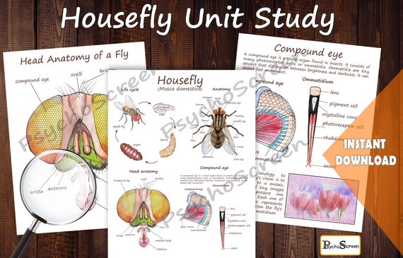 Housefly Unit Study MEGA Printable Flies Bundle All About | Etsy
