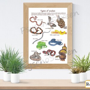 SNAKE Unit Study, Printable Snakes Bundle With Anatomy, Diagram, Life ...