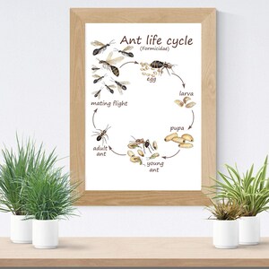 ANT Posters and Learning Materials, ANTS Worksheets, Anatomy, Life ...