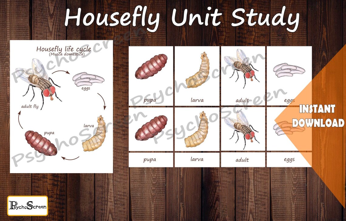 Housefly Unit Study MEGA Printable flies bundle All About | Etsy