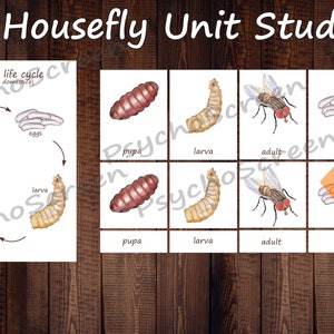 HOUSEFLY Unit Study ,MEGA Printable Flies Bundle With Posters, Anatomy ...
