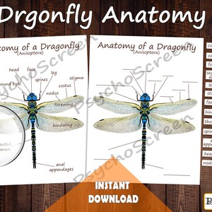 Dragonfly Anatomy & Life Cycle Unit Study: Montessori Learning ...