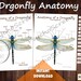 DRAGONFLY Unit Study, MEGA Printable Dragonflies Bundle for Anatomy ...