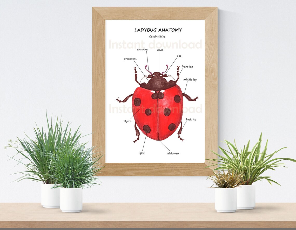 LADYBUG Unit Study MEGA Printable ladybug bundle Anatomy | Etsy