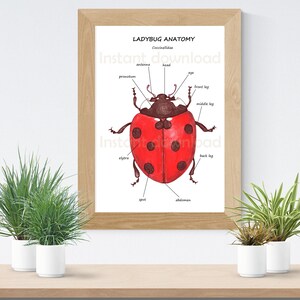 LADYBUG Unit Study, MEGA Printable Ladybugs Bundle With Anatomy ...