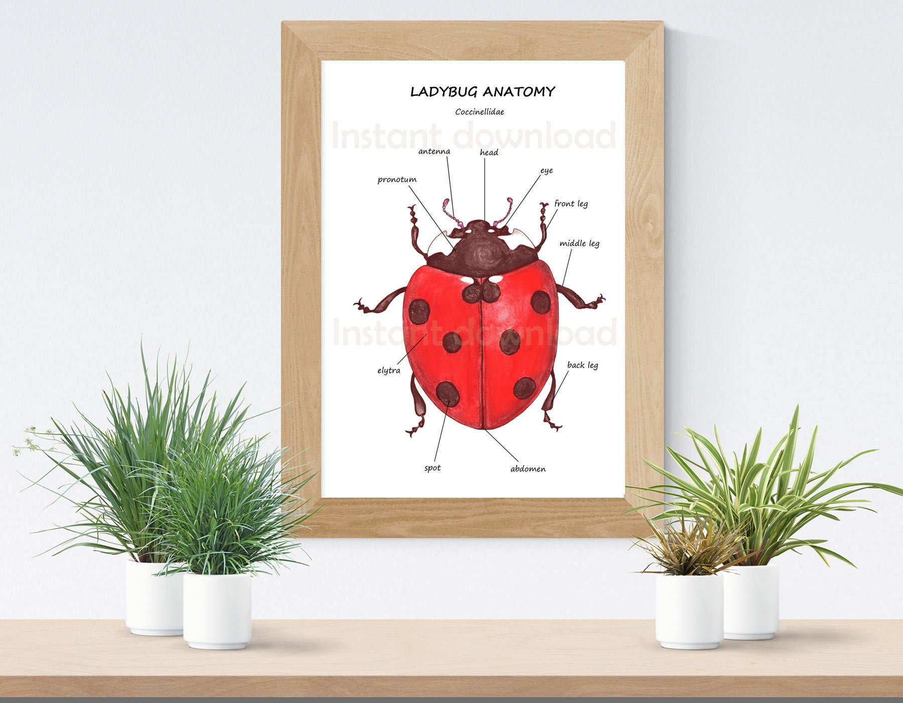 LADYBUG Unit Study MEGA Printable ladybug bundle Anatomy | Etsy