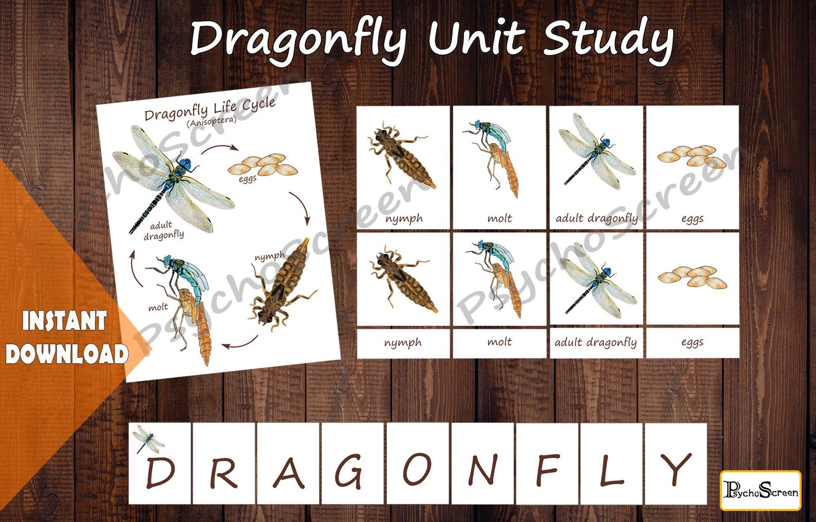 DRAGONFLY Unit Study, MEGA Printable Dragonflies Bundle for Anatomy ...