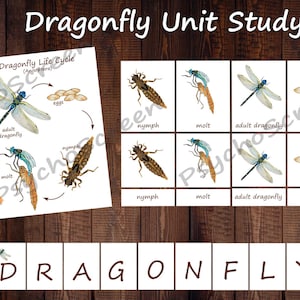 Dragonfly Anatomy & Life Cycle Unit Study: Montessori Learning ...