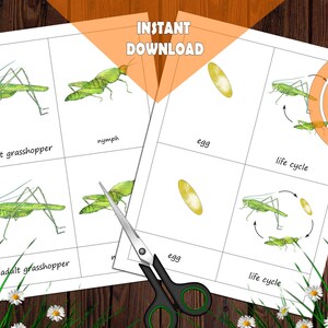 GRASSHOPPER Unit Study, MEGA Printable Bundle for Anatomy, Life Cycle ...