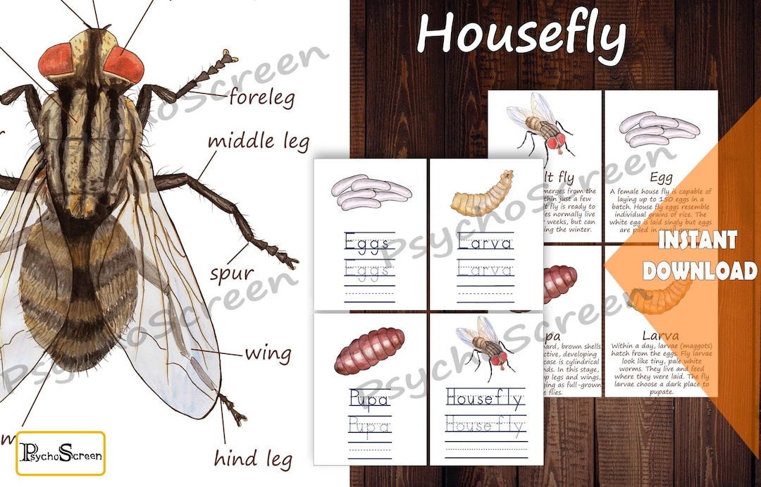 Housefly Life Cycle Unit Study MINI Printable Flies Bundle Life Cycle ...