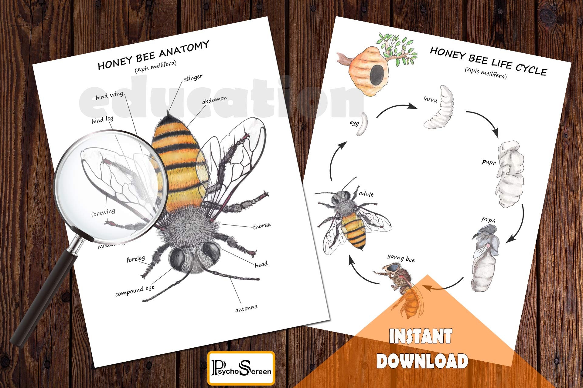 HONEY BEE Unit Study MINI Printable Bees Bundle Anatomy - Etsy Australia HONEY BEE Unit Study MINI Printable Bees Bundle Anatomy - Etsy Australia
