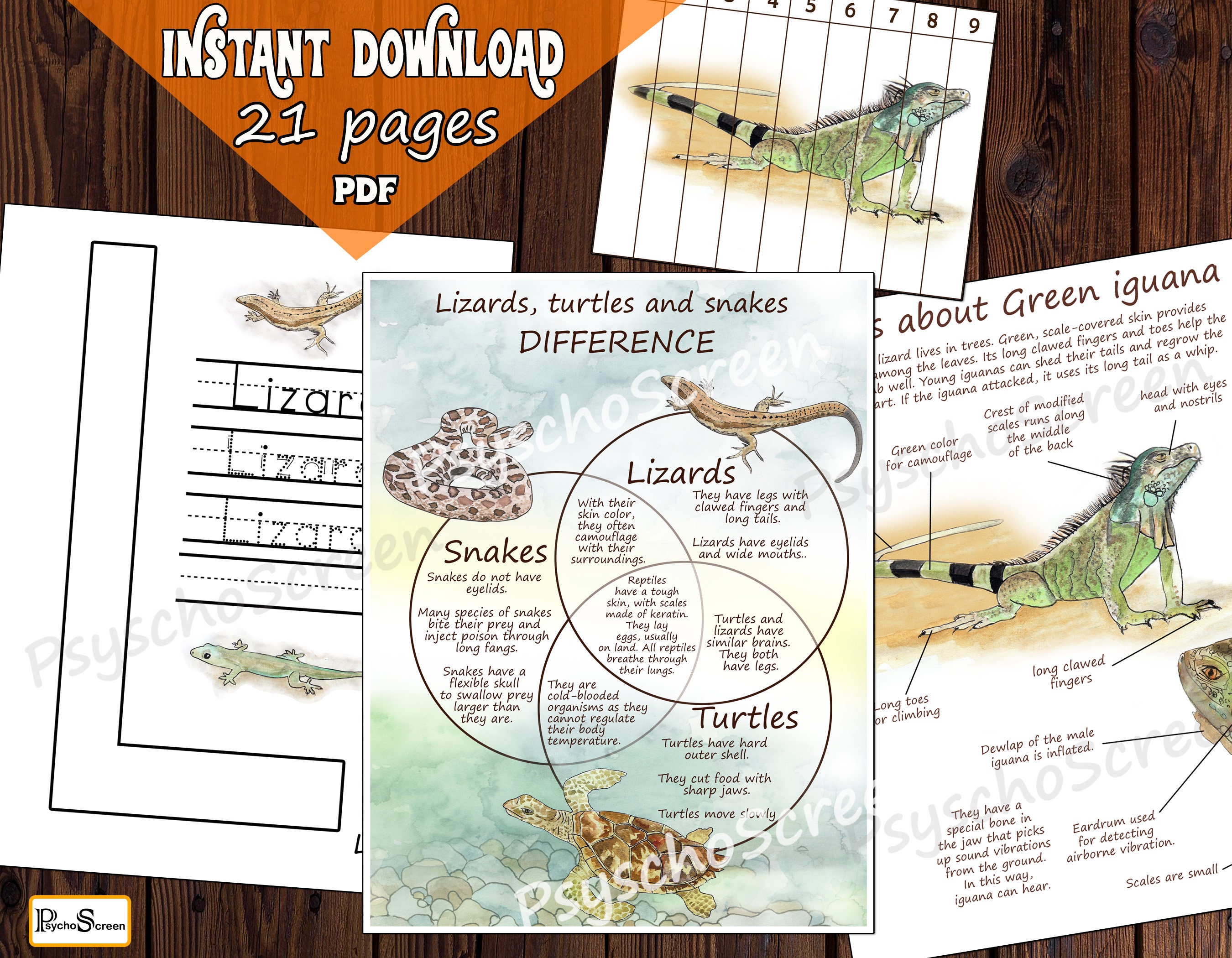 Bundle of Lizards Anatomy and Life Cycle Activities for Kids (PDF ...